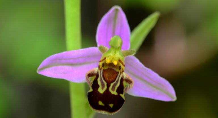 Radial Symmetry - The Definitive Guide | Biology Dictionary