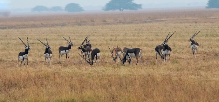 Blackbuck - Facts and Beyond | Biology Dictionary