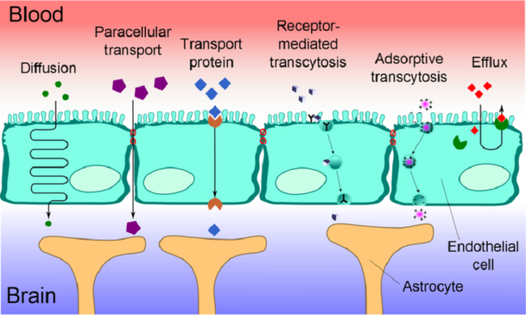 Choroid Plexus - The Definitive Guide | Biology Dictionary
