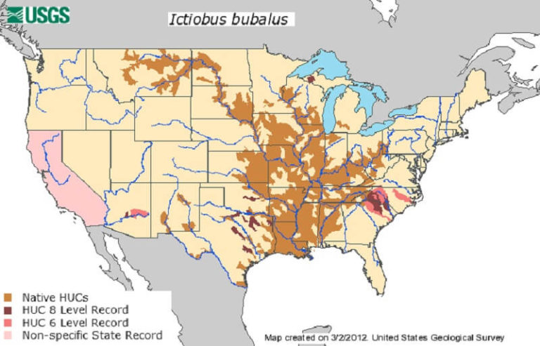 Buffalo Fish - Facts and Beyond | Biology Dictionary
