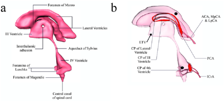 Choroid Plexus - The Definitive Guide | Biology Dictionary