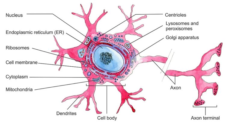 Neuron - The Definitive Guide