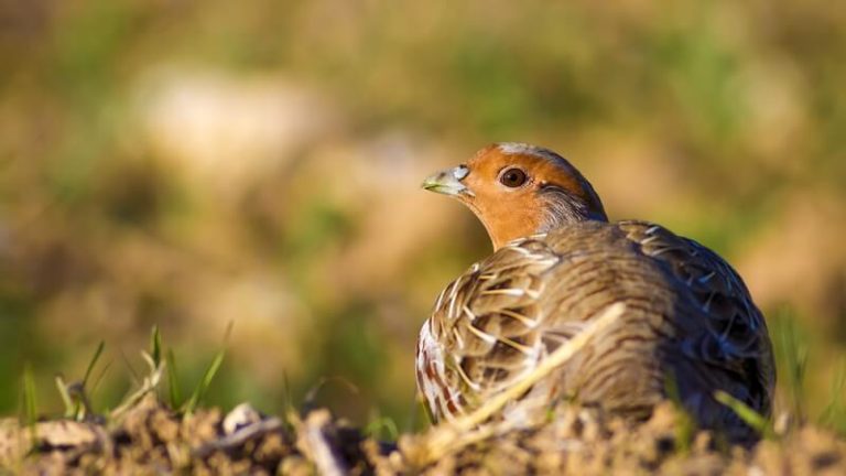 Partridge - Facts and Beyond | Biology Dictionary