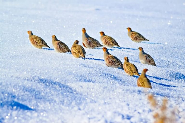 Partridge - Facts and Beyond | Biology Dictionary