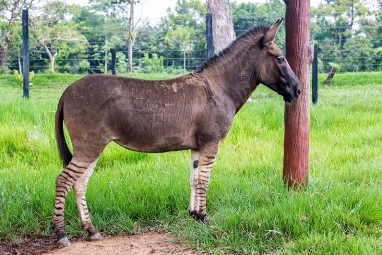 Zonkey - Facts and Beyond | Biology Dictionary