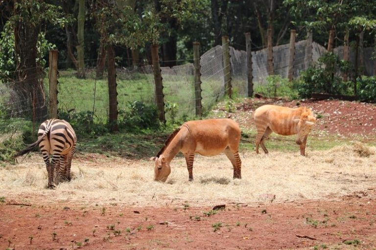 Zonkey - Facts and Beyond | Biology Dictionary