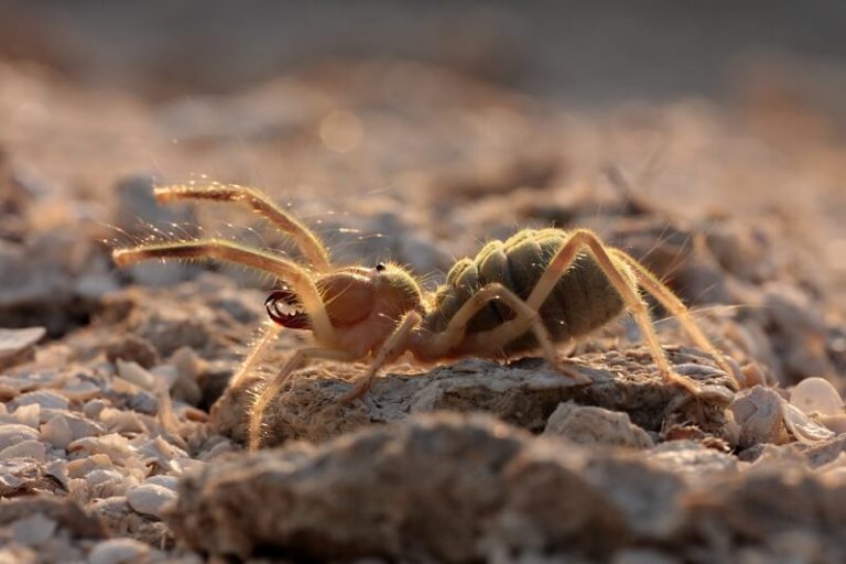 Camel Spider - Facts and Beyond
