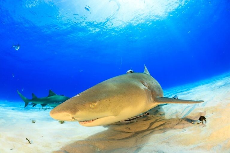 Lemon Shark - Facts and Beyond | Biology Dictionary