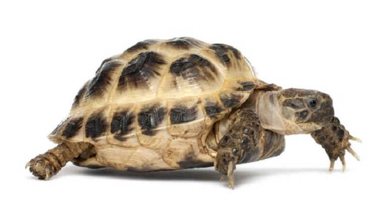 Russian Tortoise - Facts and Beyond | Biology Dictionary