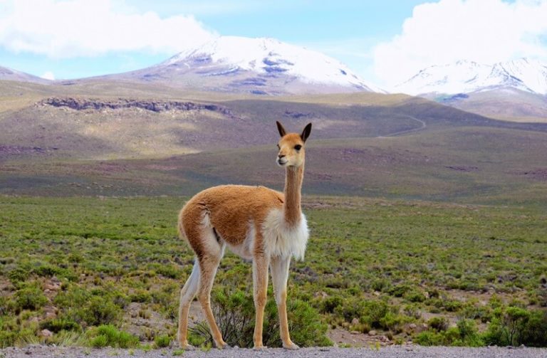Vicuña - Facts and Beyond | Biology Dictionary