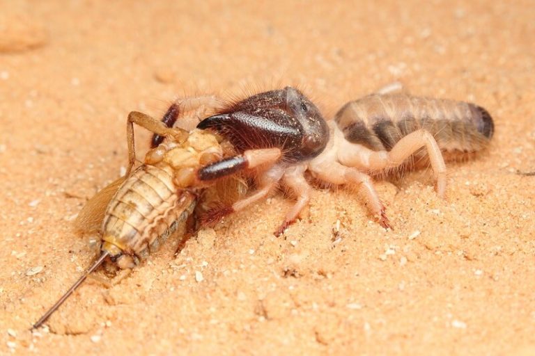 Camel Spider - Facts and Beyond | Biology Dictionary