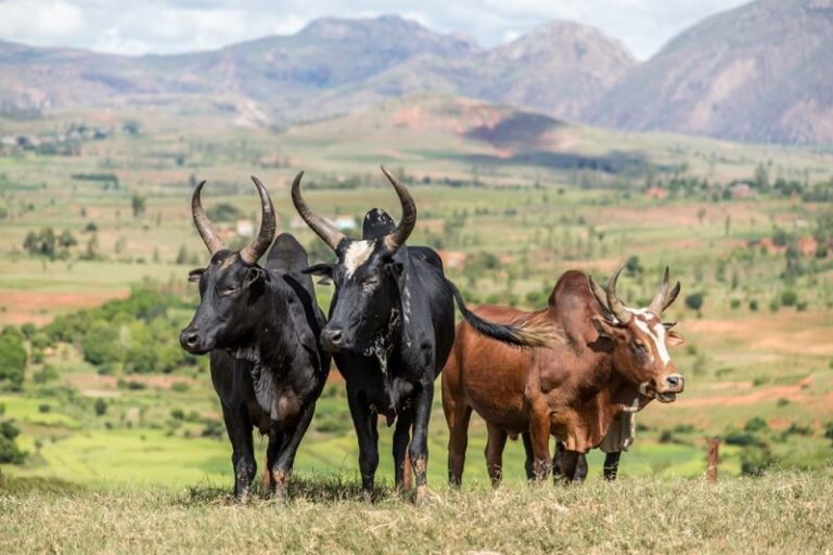 Zebu - Facts and Beyond | Biology Dictionary