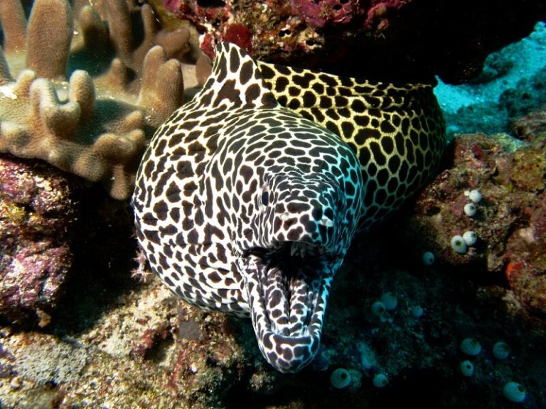 Moray Eel - Facts and Beyond | Biology Dictionary