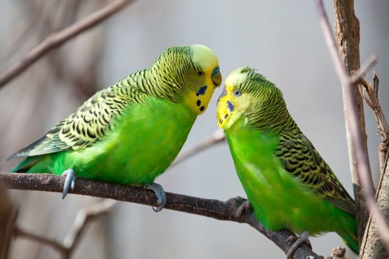 Budgie - Facts and Beyond | Biology Dictionary