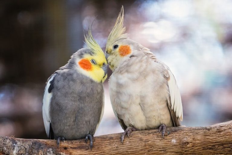 Cockatiel - Facts and Beyond | Biology Dictionary