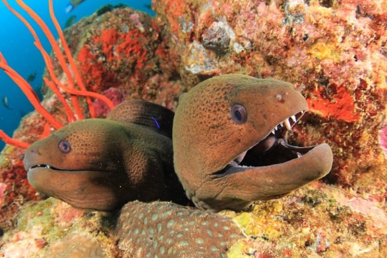 Moray Eel - Facts and Beyond | Biology Dictionary
