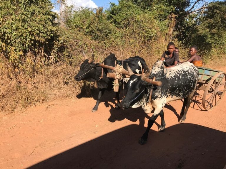 Zebu - Facts and Beyond | Biology Dictionary