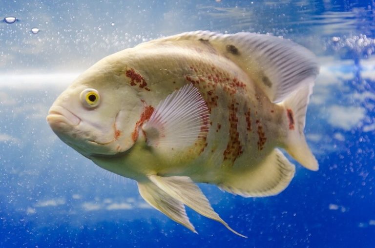 Oscar Fish - Facts and Beyond | Biology Dictionary