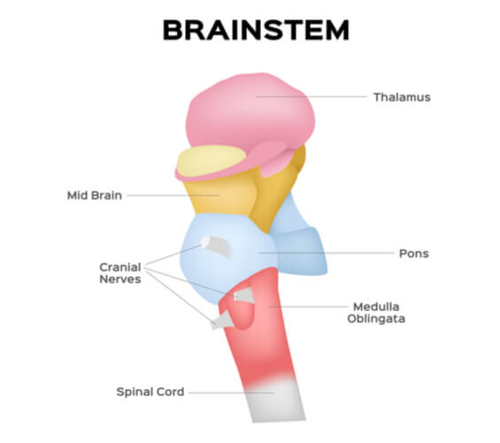 Brain Stem The Definitive Guide Biology Dictionary