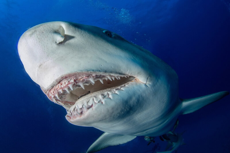 Lemon Shark Teeth Shark Teeth Save Our Seas Foundation Lemon Shark Teeth Shark Teeth Save Our Seas Foundation