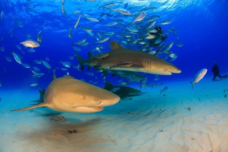 Lemon Shark - Facts and Beyond