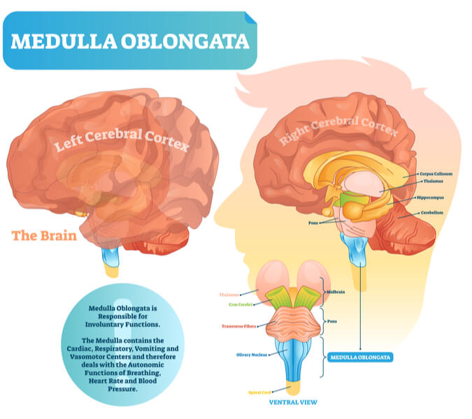 Brain Stem Function Designerbinger