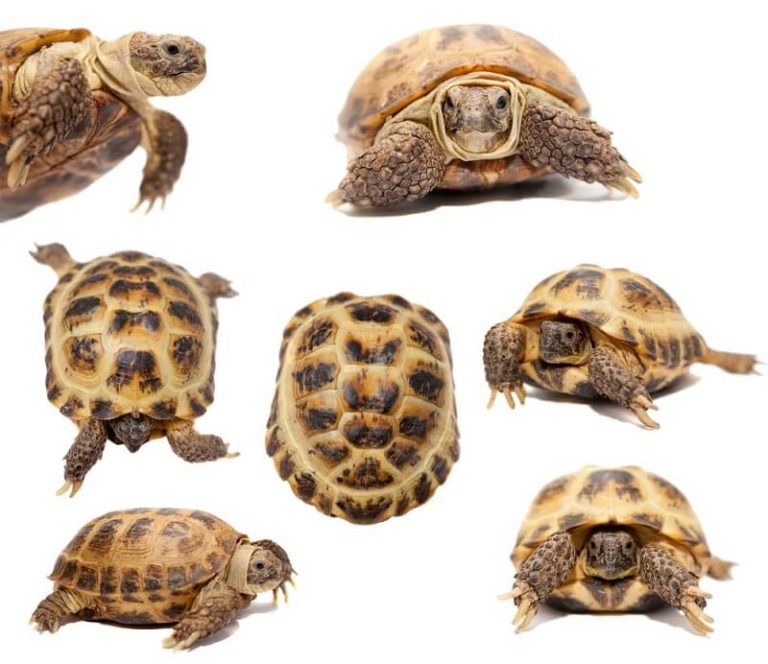Russian Tortoise - Facts and Beyond | Biology Dictionary