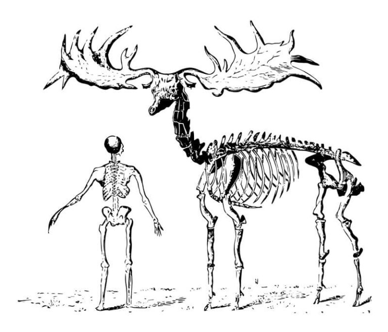 Irish Elk - Facts and Beyond