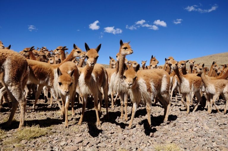Vicuña - Facts and Beyond | Biology Dictionary
