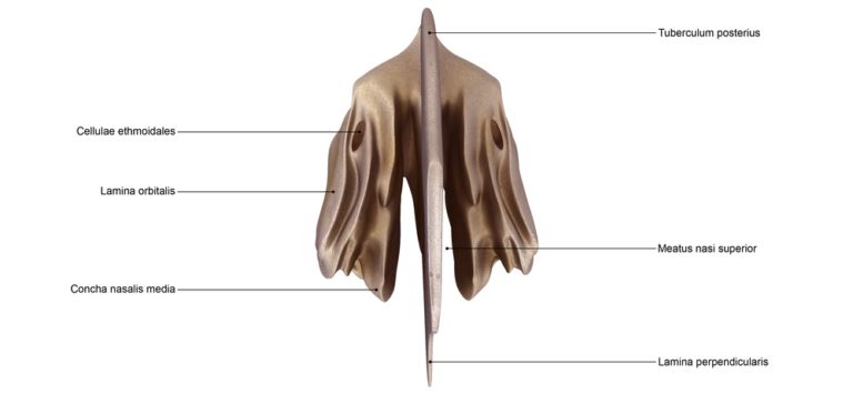 Ethmoid Bone - The Definitive Guide | Biology Dictionary