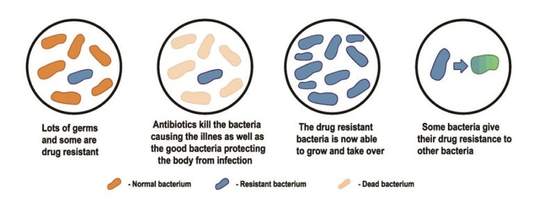 Bacillus Subtilis - Le guide définitif | Market tay