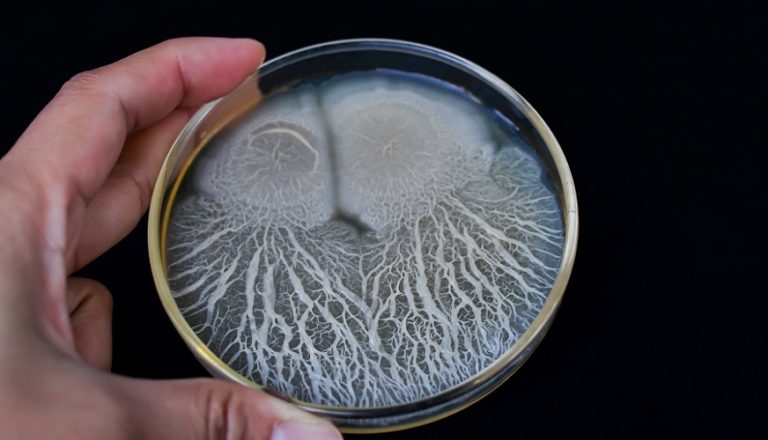 Bacillus Subtilis - The Definitive Guide | Biology Dictionary