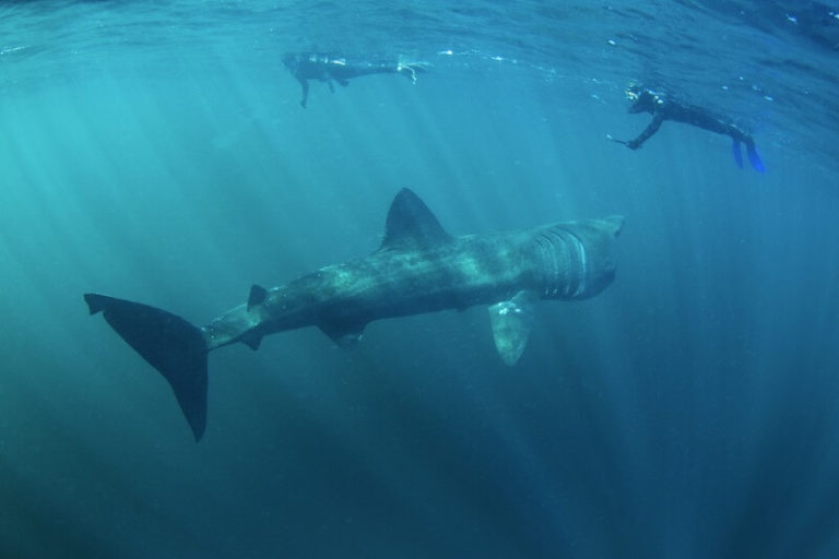 Basking Shark - Facts and Beyond | Biology Dictionary