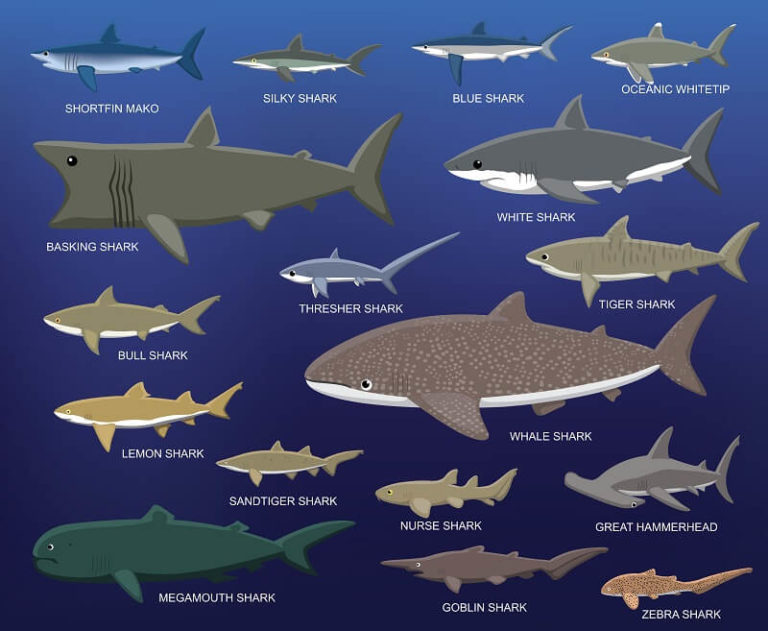 Basking Shark - Facts and Beyond