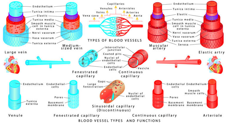 Vasoconstriction - The Definitive Guide | Biology Dictionary Vasoconstriction - The Definitive Guide | Biology Dictionary