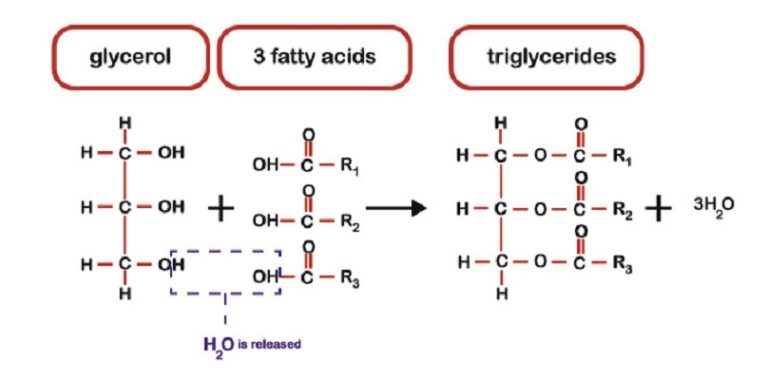 Acetyl-CoA - The Definitive Guide