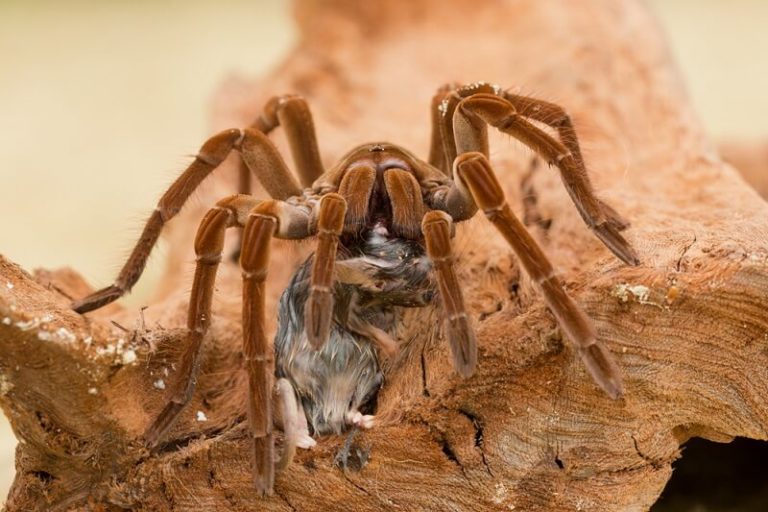 Goliath Birdeater Facts And Beyond Biology Dictionary goliath-birdeater-facts-and-beyond-biology-dictionary