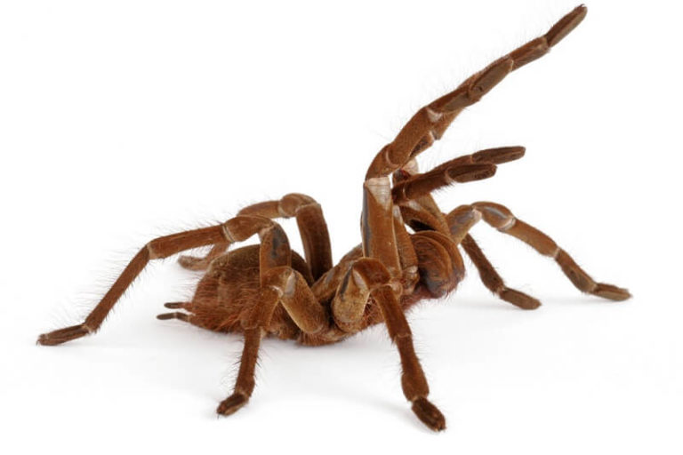 Goliath Birdeater - Facts and Beyond