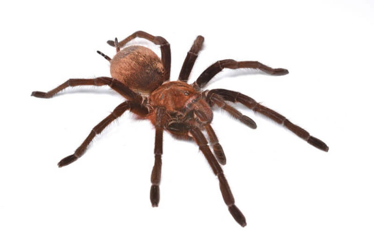 Goliath Birdeater - Facts and Beyond