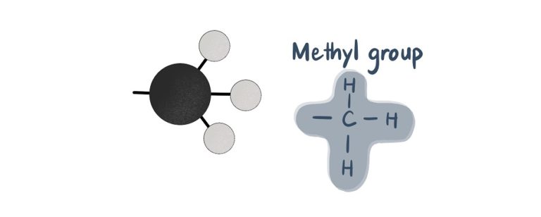 Acetyl-CoA - The Definitive Guide
