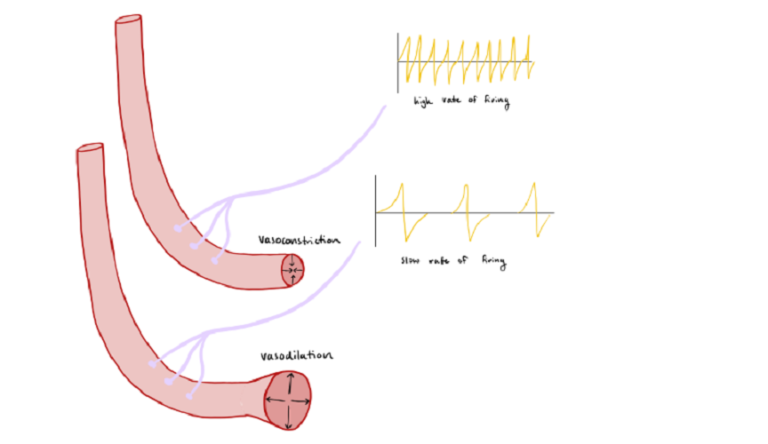 Vasoconstriction - The Definitive Guide | Biology Dictionary Vasoconstriction - The Definitive Guide | Biology Dictionary