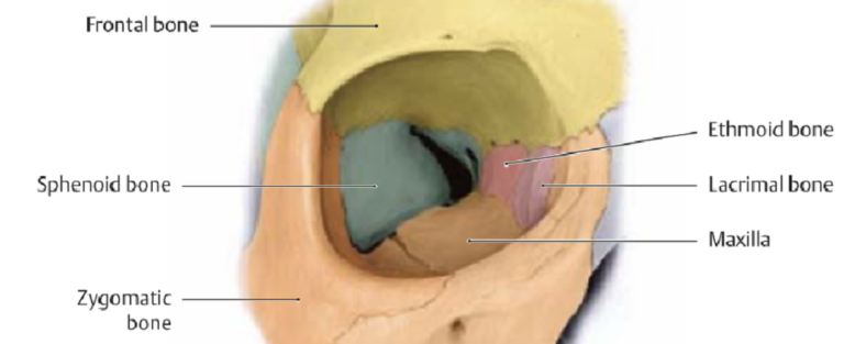Lacrimal Bone - The Definitive Guide | Biology Dictionary