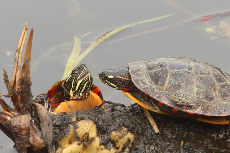 Painted Turtle - Facts and Beyond