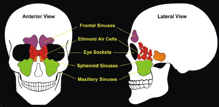 Frontal Bone - The Definitive Guide | Biology Dictionary