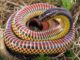 Rainbow Snake - Facts and Beyond | Biology Dictionary
