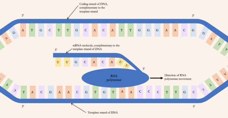 Protein Synthesis - The Definitive Guide | Biology Dictionary