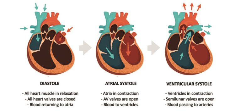 Coronary Sinus - The Definitive Guide | Biology Dictionary