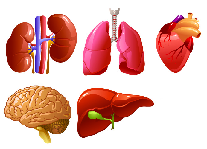 Vasoconstriction The Definitive Guide Biology Dictionary