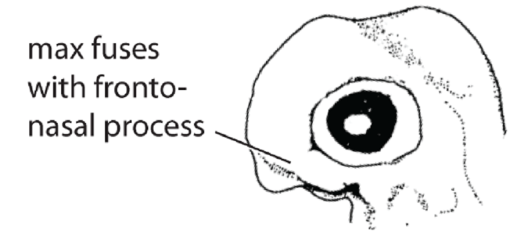 Maxilla Bone - The Definitive Guide | Biology Dictionary