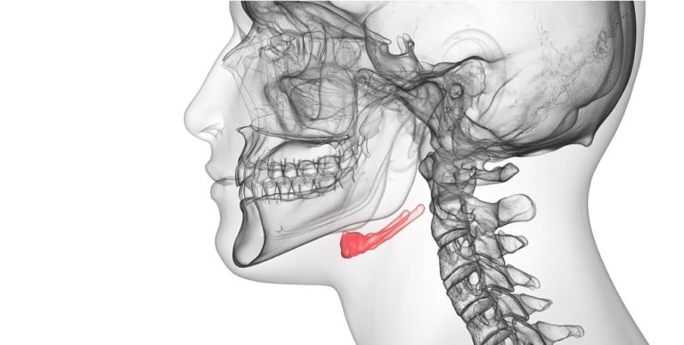 Hyoid Bone - The Definitive Guide | Biology Dictionary